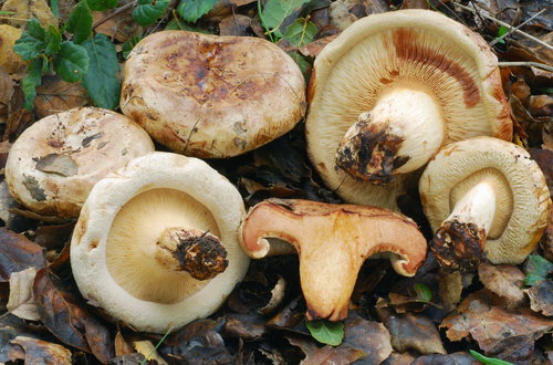 Paxillus obscurisporus · iNaturalist