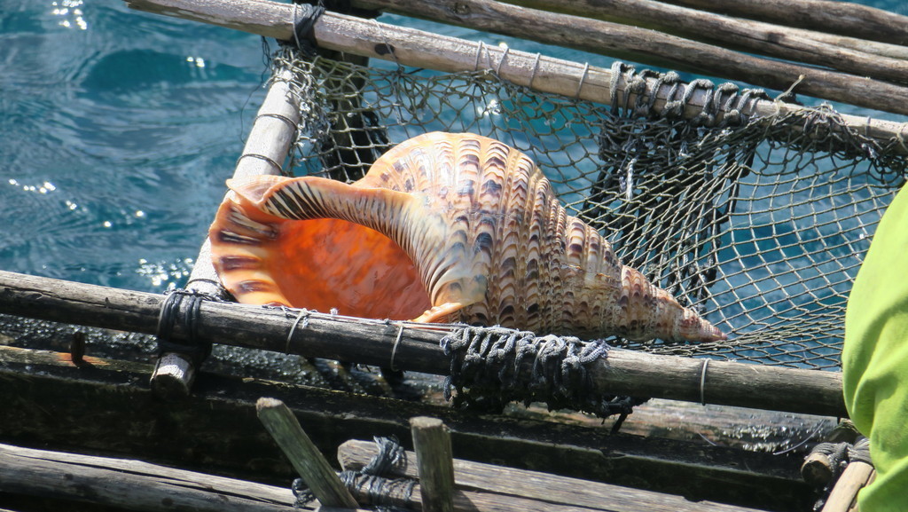 Giant Triton Snail from Kiriwina Island, Papua New Guinea on September ...