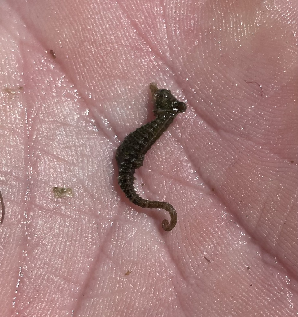 Dwarf Seahorse in June 2023 by larvalfishguy · iNaturalist