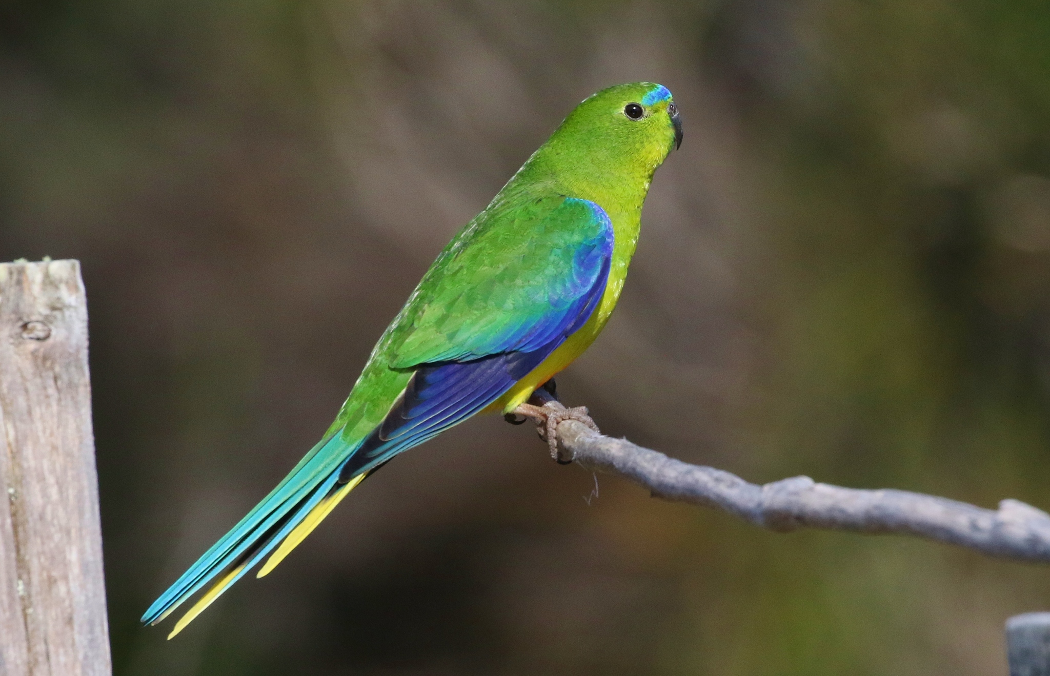 Neophema chrysogaster (Latham, 1790)