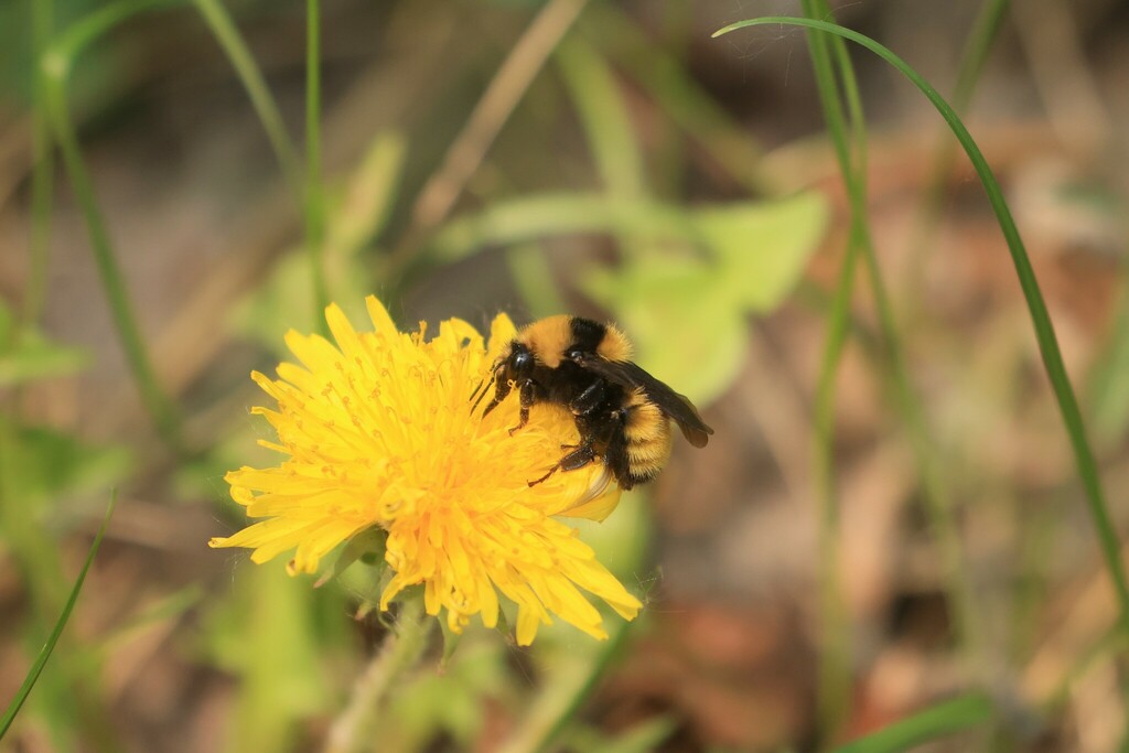 Northern Amber Bumble Bee from Lockerby Conservation Site Red Deer ...