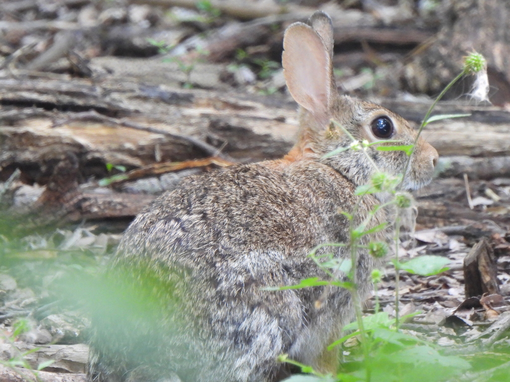Eastern Cottontail from Richardson, TX, USA on June 1, 2023 at 10:56 AM ...