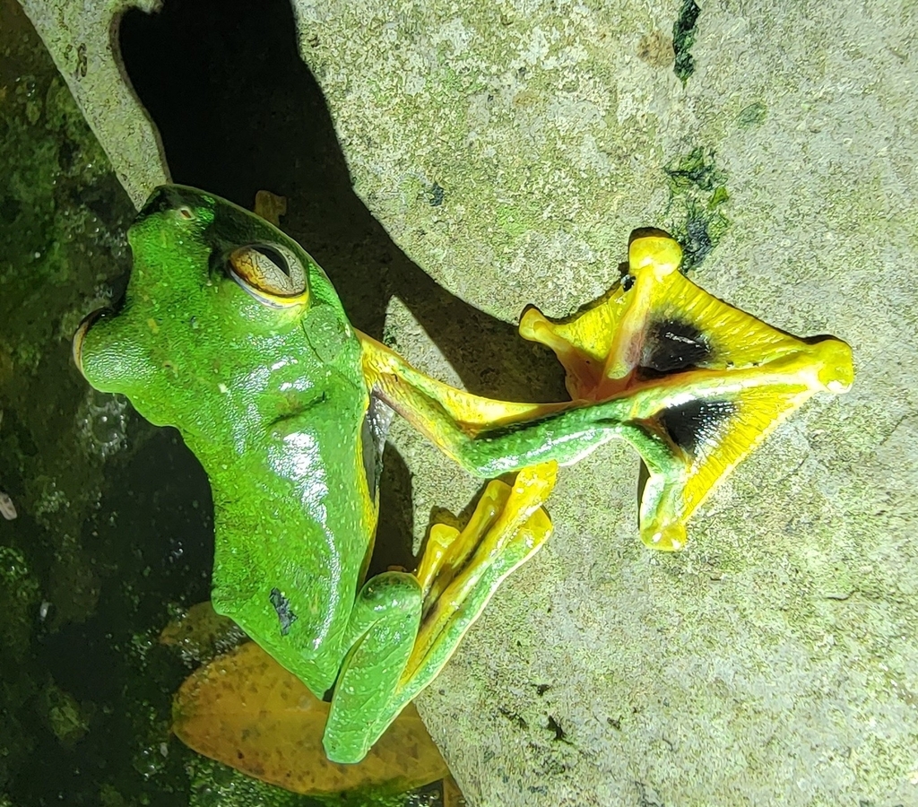 Black-webbed Flying Frog from Xishuangbanna Dai, CN-YN, CN on June 1 ...