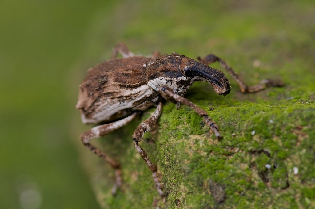 Stephens Island Weevil from Rangitoto Ke Te Tonga, New Zealand on ...