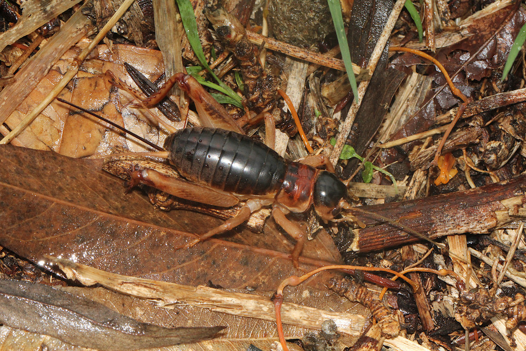 Giant King Cricket from Mount Mort QLD 4340, Australia on October 15 ...