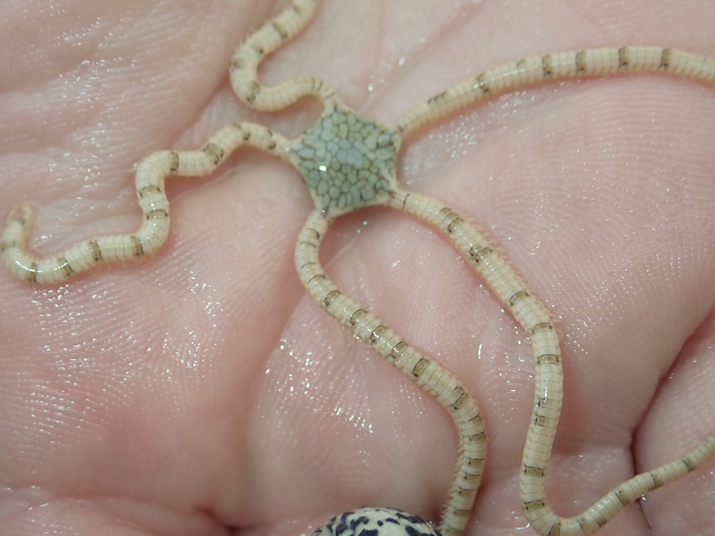 Reticulated Brittle Star from Monroe County, FL, USA on June 1, 2023 at ...