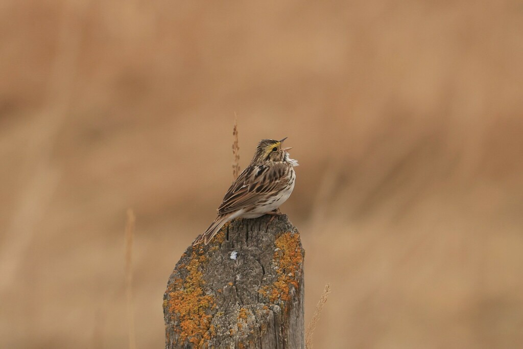 Savannah Sparrow from Slack Slough Red Deer County Alberta Canada on ...
