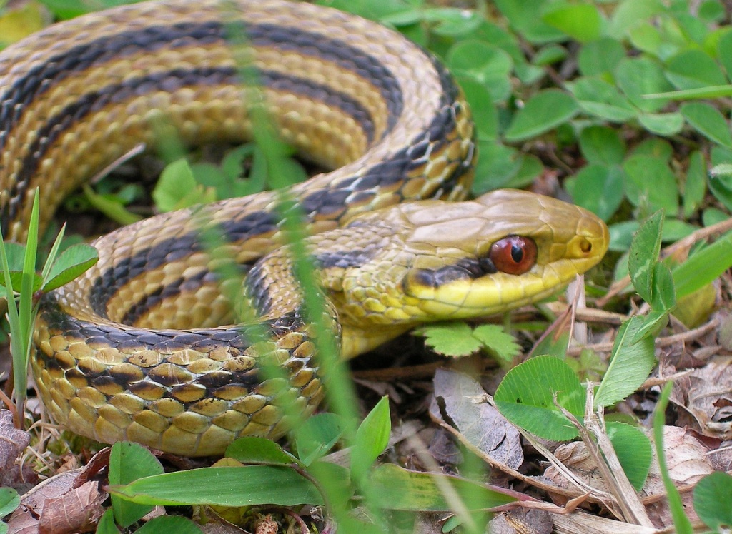 Japanese Four-lined Ratsnake (Elaphe quadrivirgata) - Snakes and Lizards