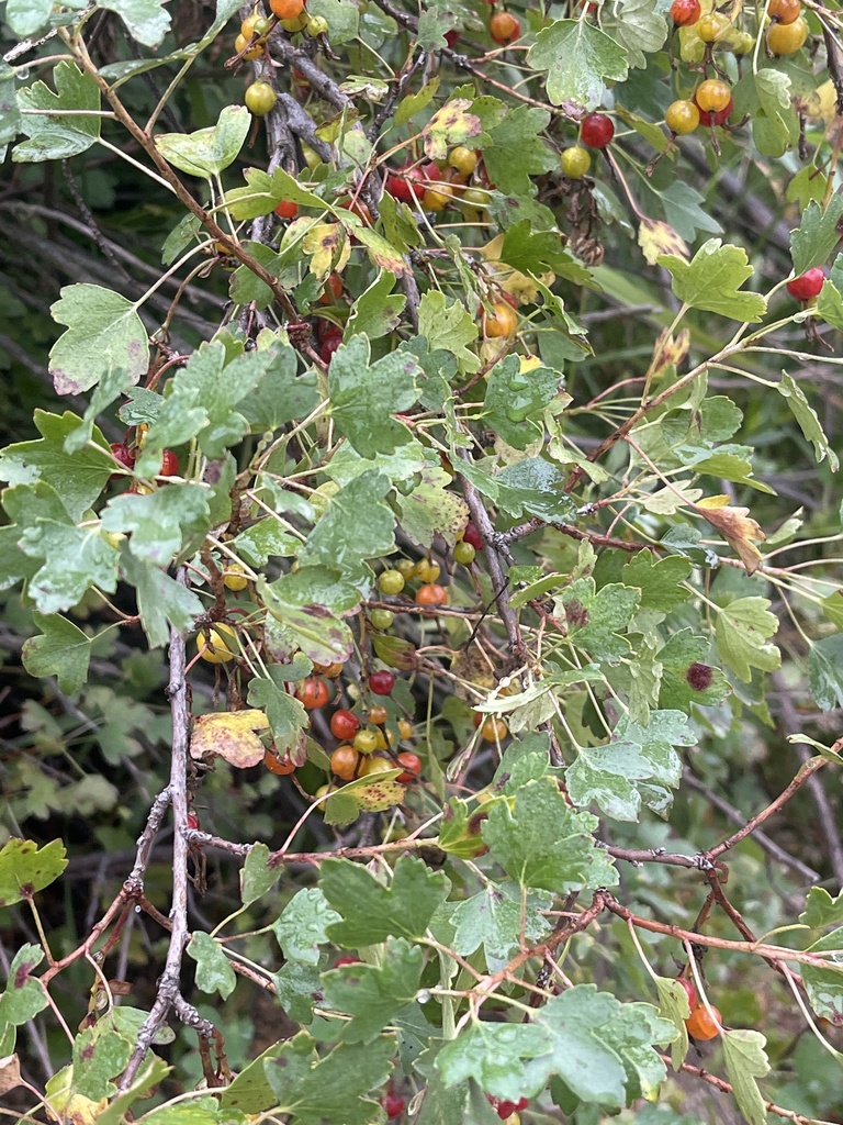 golden currant from Chaney Trail, Altadena, CA, US on June 1, 2023 at ...