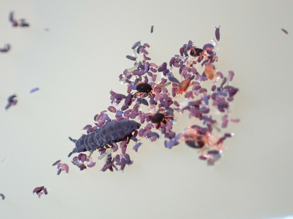 Redlegged Earth Mite from Onkaparinga Hills SA 5163, Australia on May ...