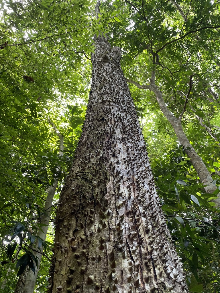 Sandbox Tree from Golfito, CR-PU, CR on May 29, 2023 at 10:44 AM by ...