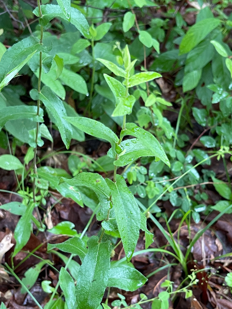 late purple aster from Rutherford, Tennessee, United States on May 31 ...