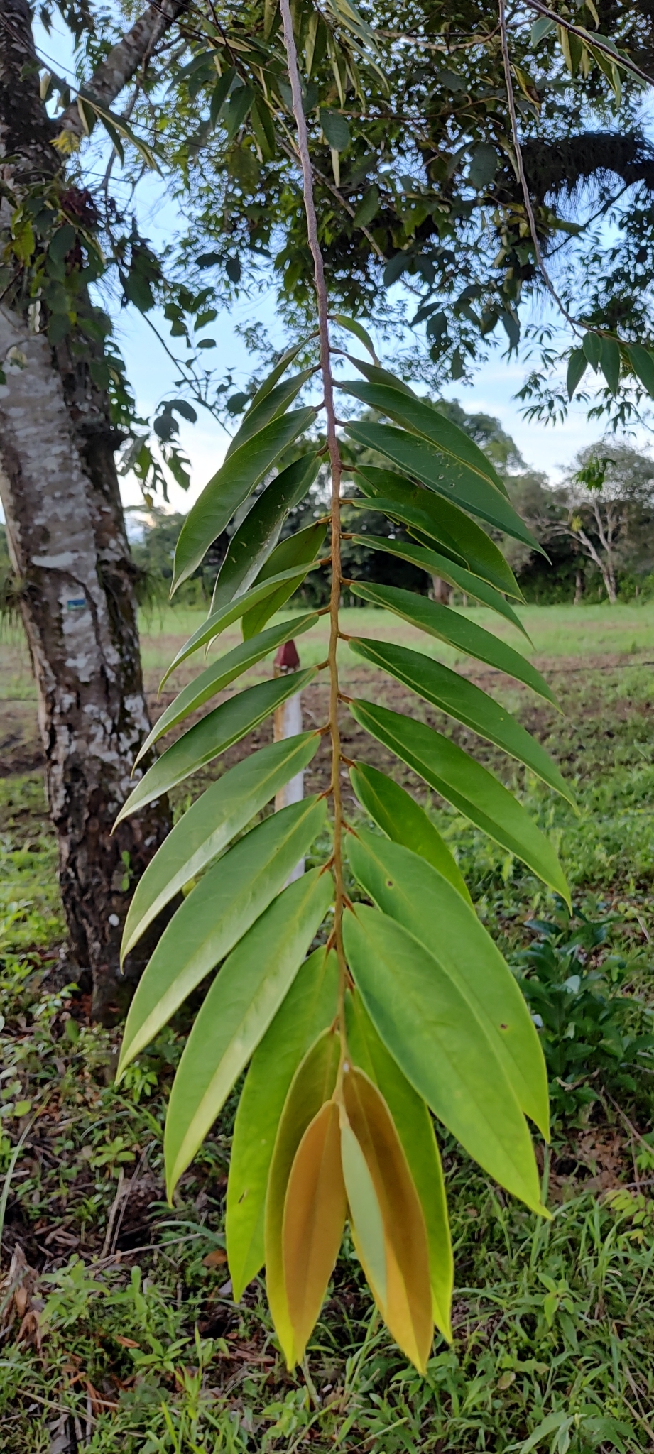 Xylopia L.