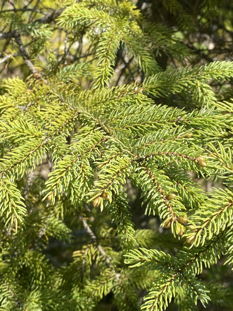 black spruce in May 2023 by botany08 · iNaturalist