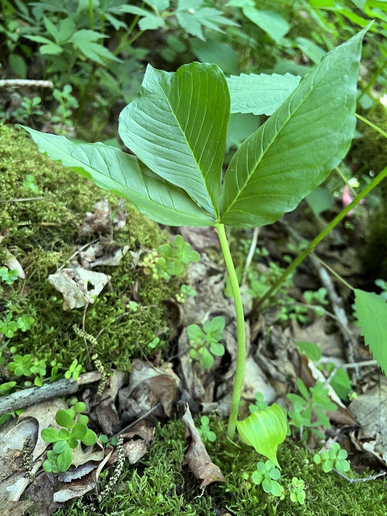jack-in-the-pulpits and cobra lilies from Randolph County, WV, USA on ...
