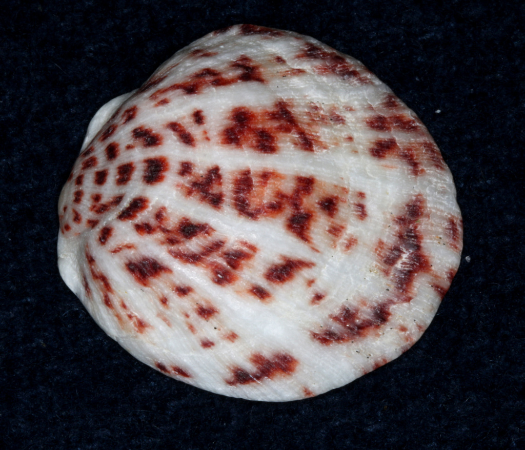 Spondylus nicobaricus from Mission Rocks Beach, uMkhanyakude District ...