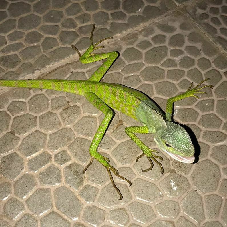 Great Crested Canopy Lizard from ipb on May 21, 2023 by adysa · iNaturalist