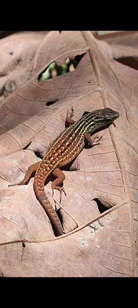 Rough-scaled Sun Skink from Bukit Kiara on June 1, 2023 by noname90127 ...