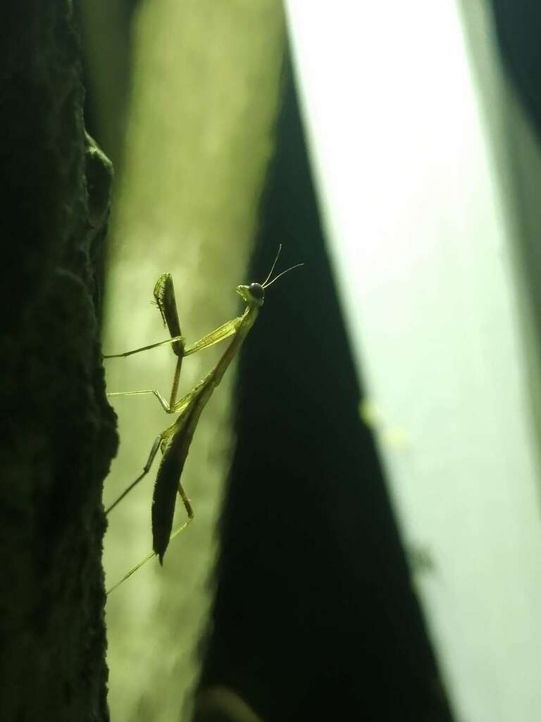 Asian Jumping Mantis from 中国浙江省湖州市安吉县 on July 22, 2022 by David Guo ...