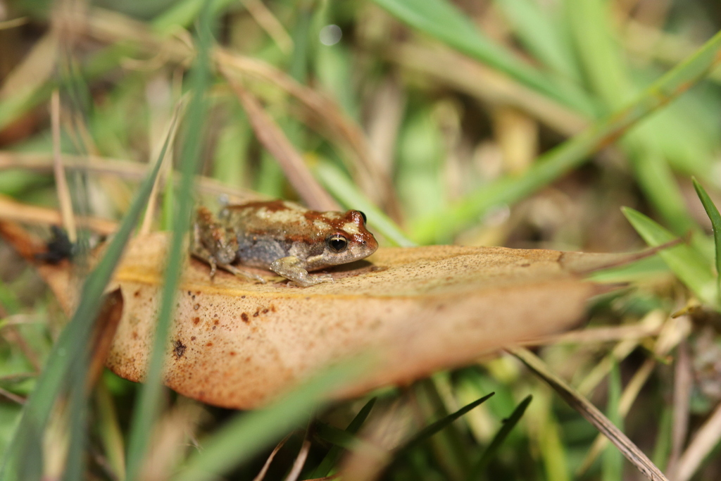 Common Eastern Froglet from Robe SA 5276, Australia on April 22, 2023 ...