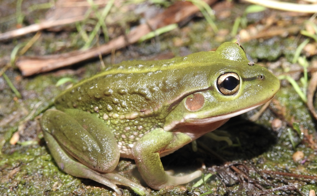 Southern Bell Frog in April 2021 by amypilmore1 · iNaturalist