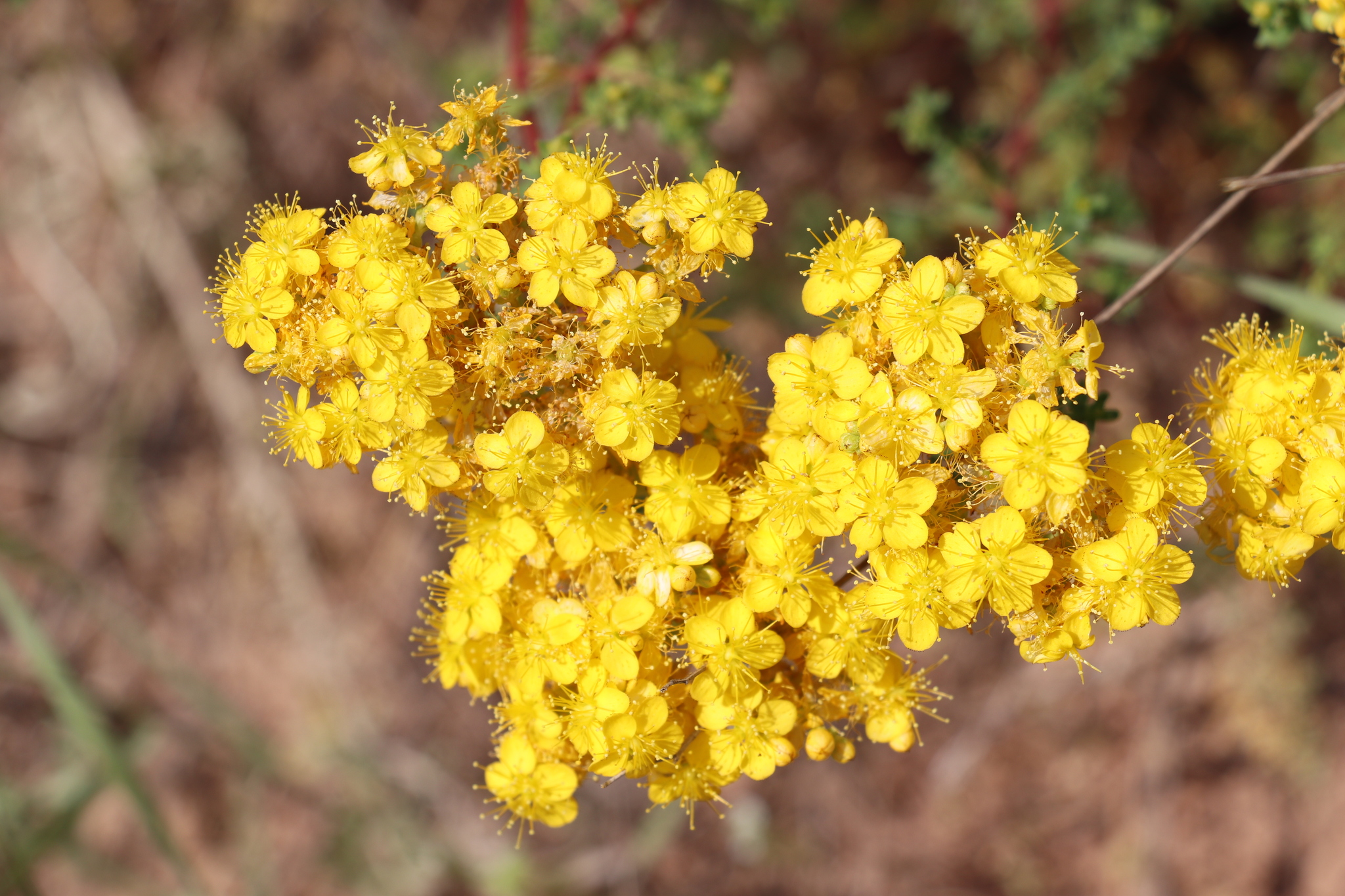 Hypericum scabrum L.