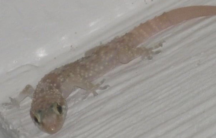 Mediterranean House Gecko from O'Day Pkwy, Corpus Christi, TX, US on ...