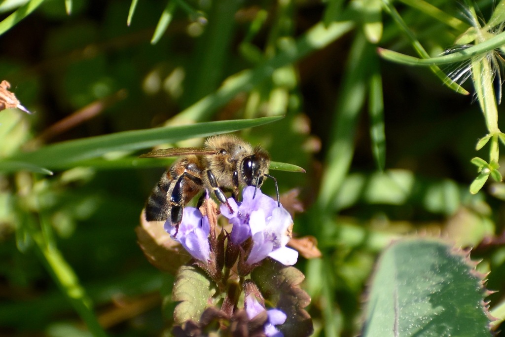Western Honey Bee from Rosemère, QC, Canada on June 01, 2023 at 08:33 ...