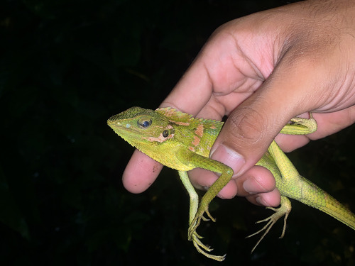 Great Crested Canopy Lizard (Bronchocela jubata) - Snakes and Lizards