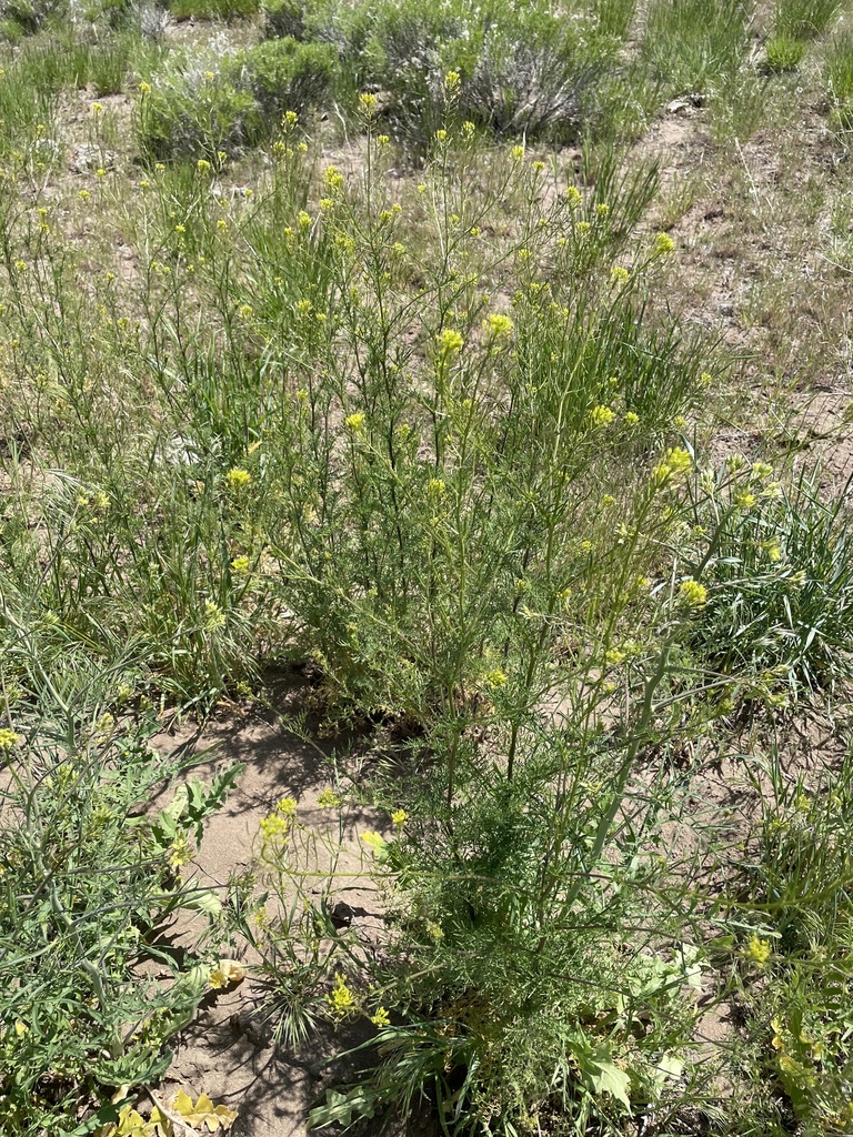 flixweed from CR-5-12B, Christmas Valley, OR, USA on June 1, 2023 at 02 ...