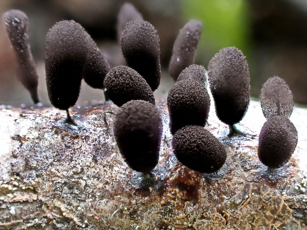 Comatricha pseudoalpina in May 2023 by Tyson Ehlers. Comatricha ...