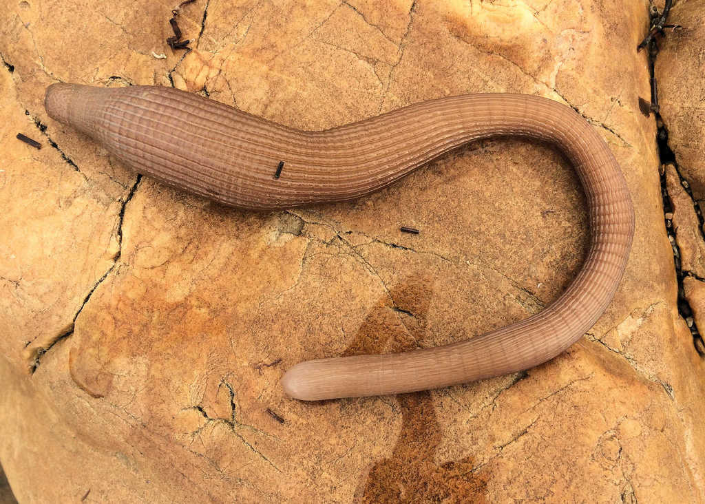 Sipunculus robustus from Adelaide SA, Australia on November 27, 2018 at ...