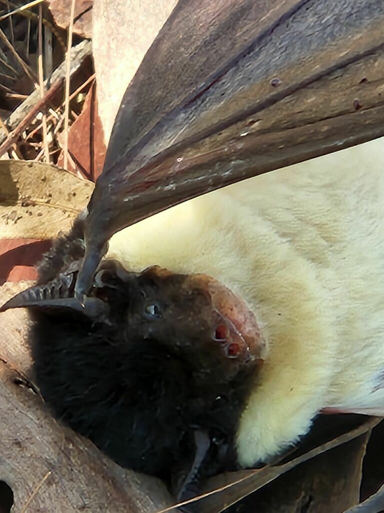 Yellow-bellied Pouched Bat from Anstead QLD 4070, Australia on June 2 ...