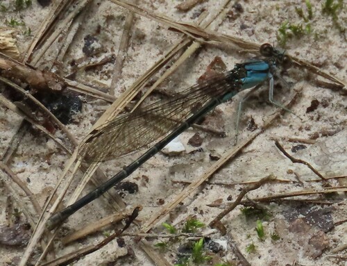 Observations by margohj · iNaturalist