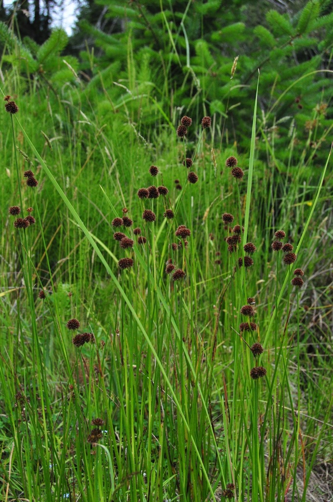 bolander's rush (Wetland Plants - Golden Gate National Recreation Area ...