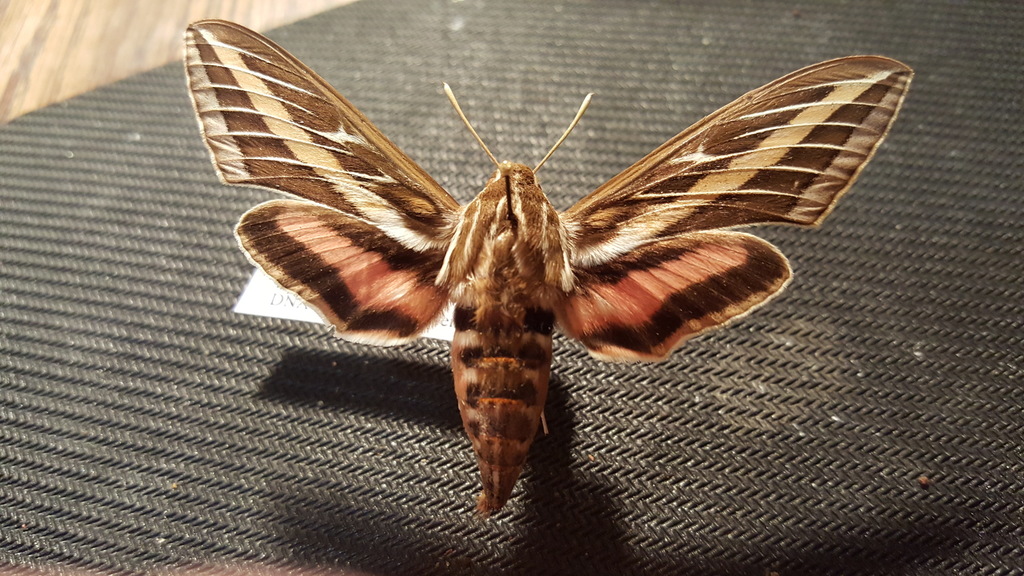 White-lined Sphinx from Union County, IL, USA on August 17, 2002 at 07: ...