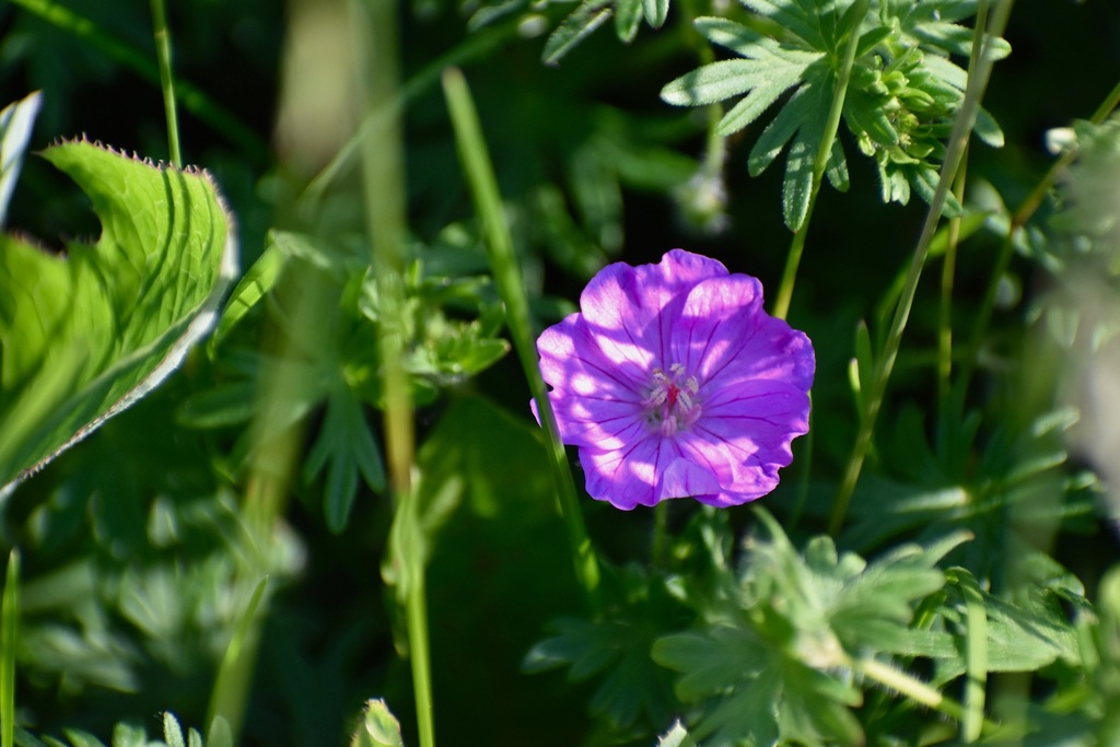 geraniums and cranesbills from Rosemère, QC, Canada on June 01, 2023 at ...