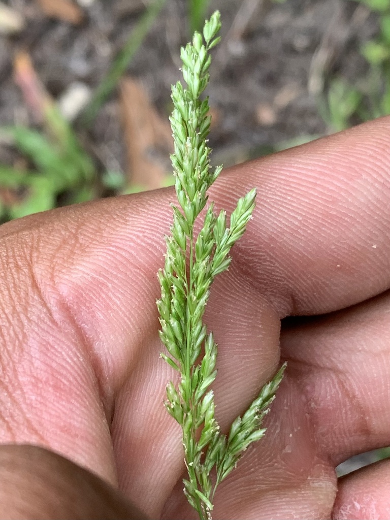 prairie wedge grass in June 2023 by Nikhil Reddy · iNaturalist