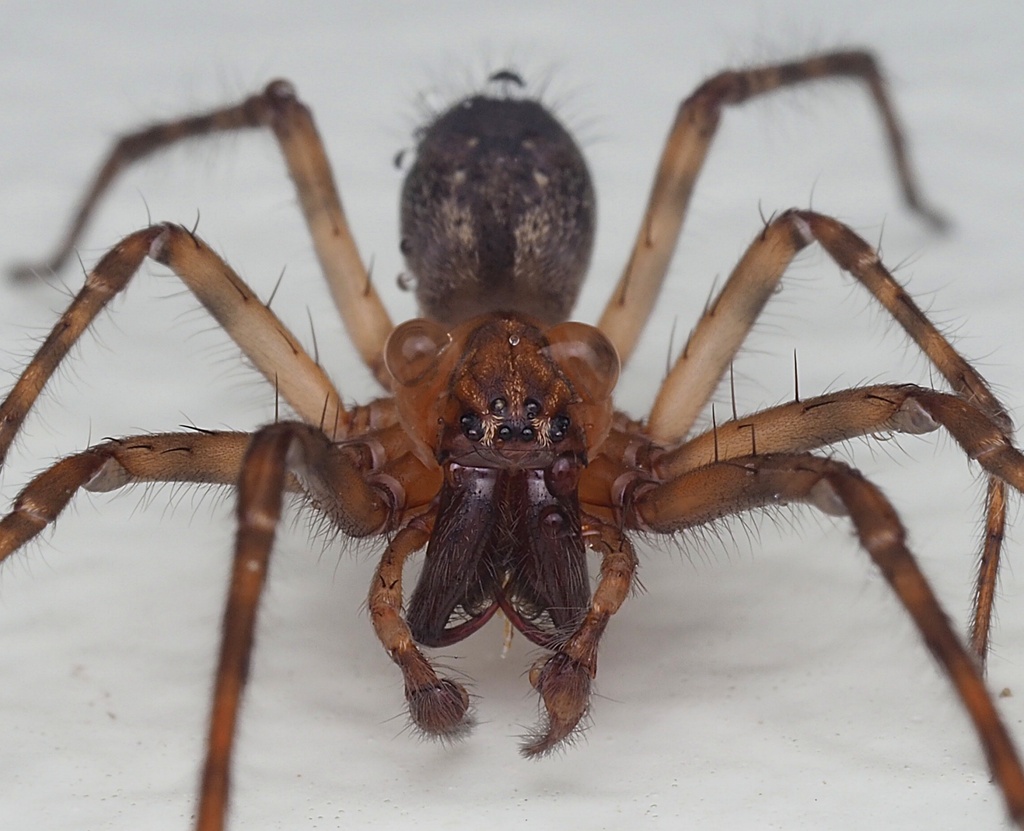 Intertidal Spiders from Kaeo, New Zealand on May 18, 2023 at 08:55 PM ...