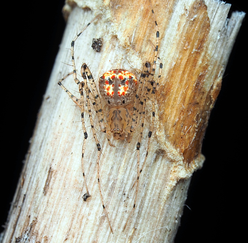 Pirate Spiders from Kaeo, New Zealand on May 30, 2023 at 08:12 PM by ...