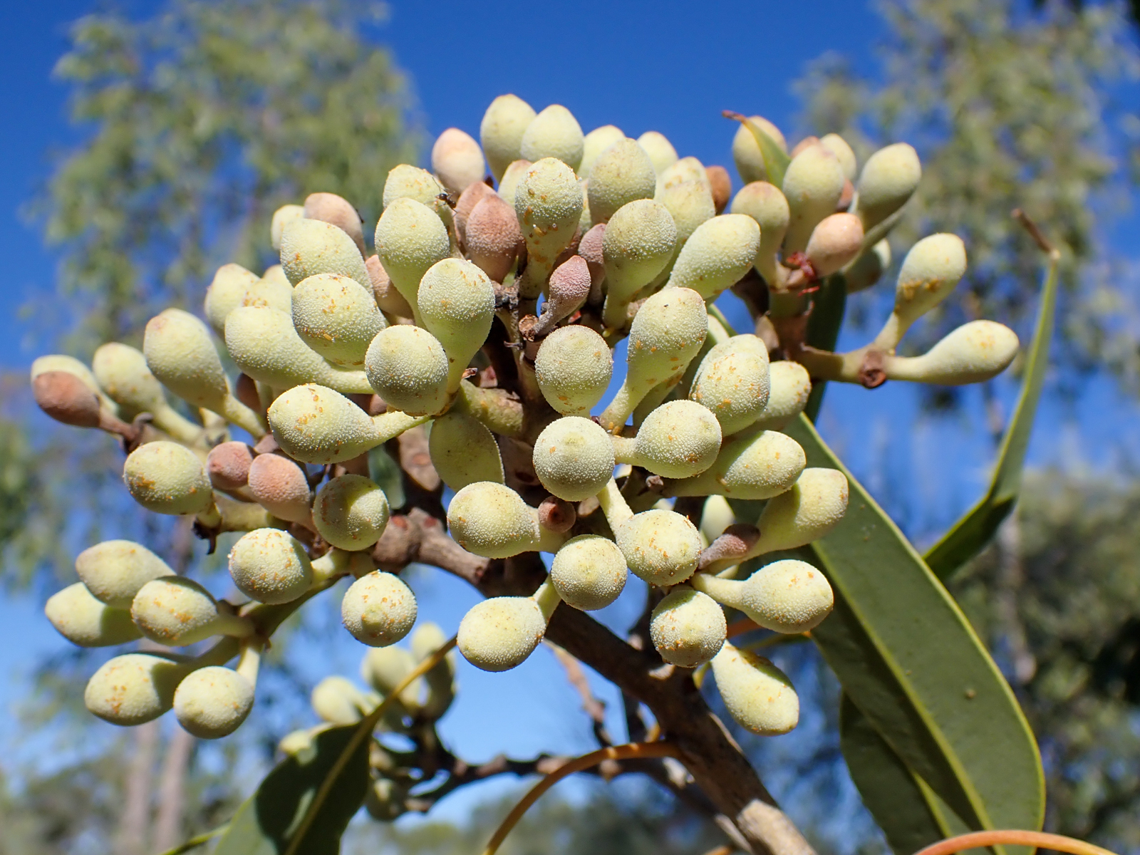 Corymbia terminalis (F.Muell.) K.D.Hill & L.A.S.Johnson