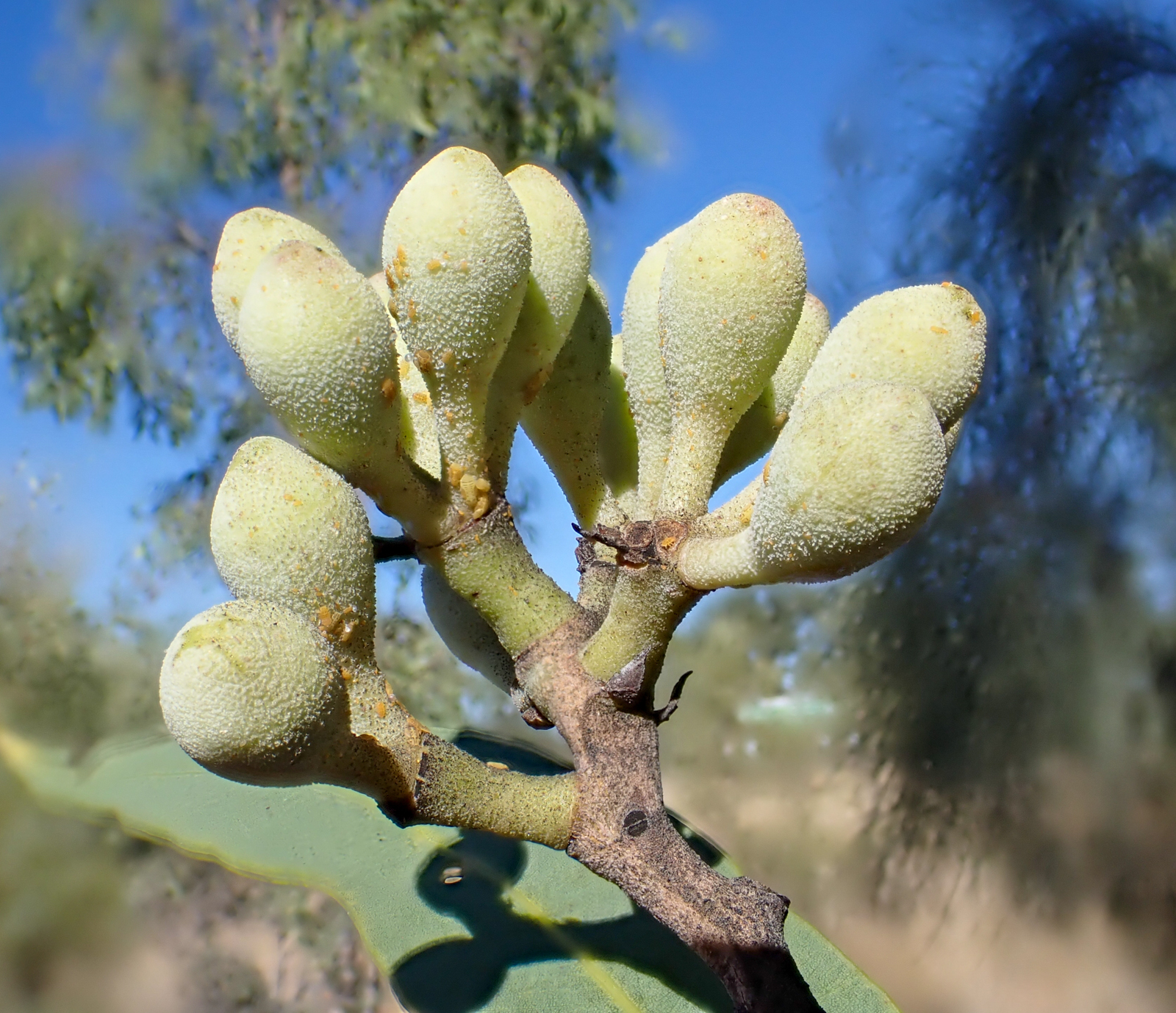 Corymbia terminalis (F.Muell.) K.D.Hill & L.A.S.Johnson