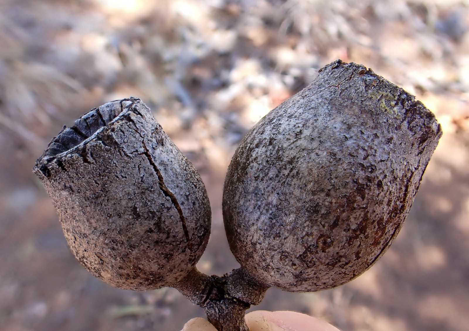 Corymbia terminalis (F.Muell.) K.D.Hill & L.A.S.Johnson