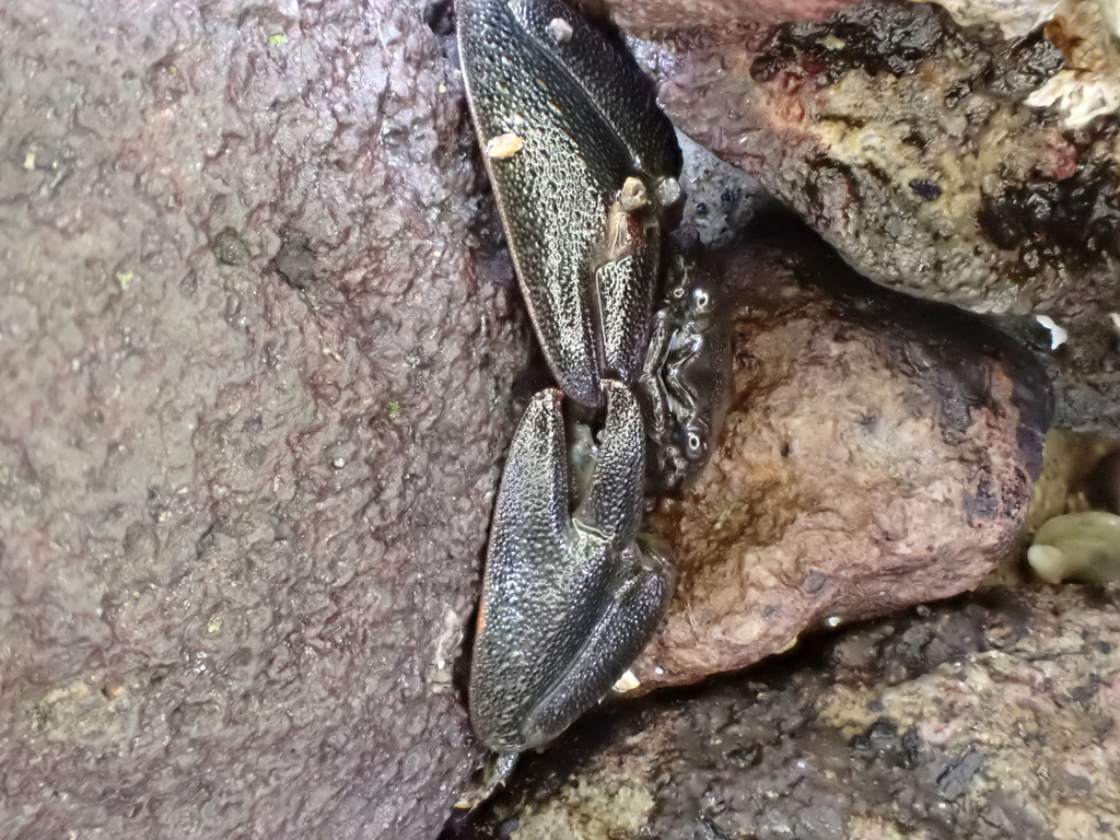 New Zealand Half Crab from Port Taranaki, New Plymouth 4310, New ...