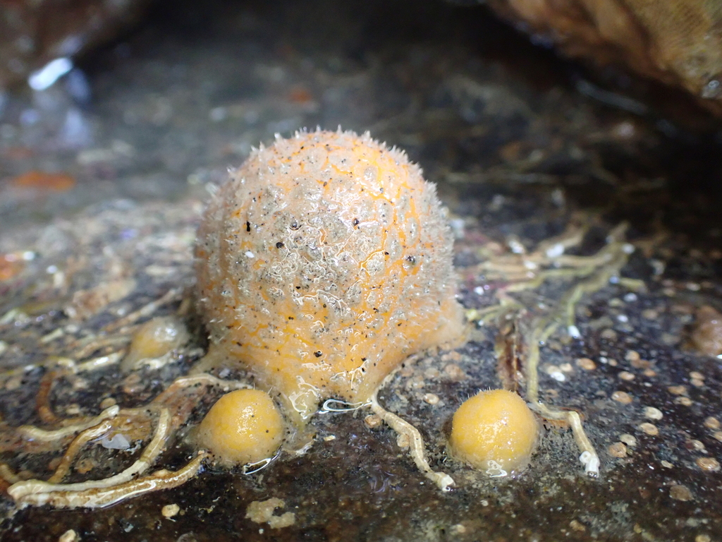 Orange Golf Ball Sponge from Port Taranaki, New Plymouth 4310, New ...