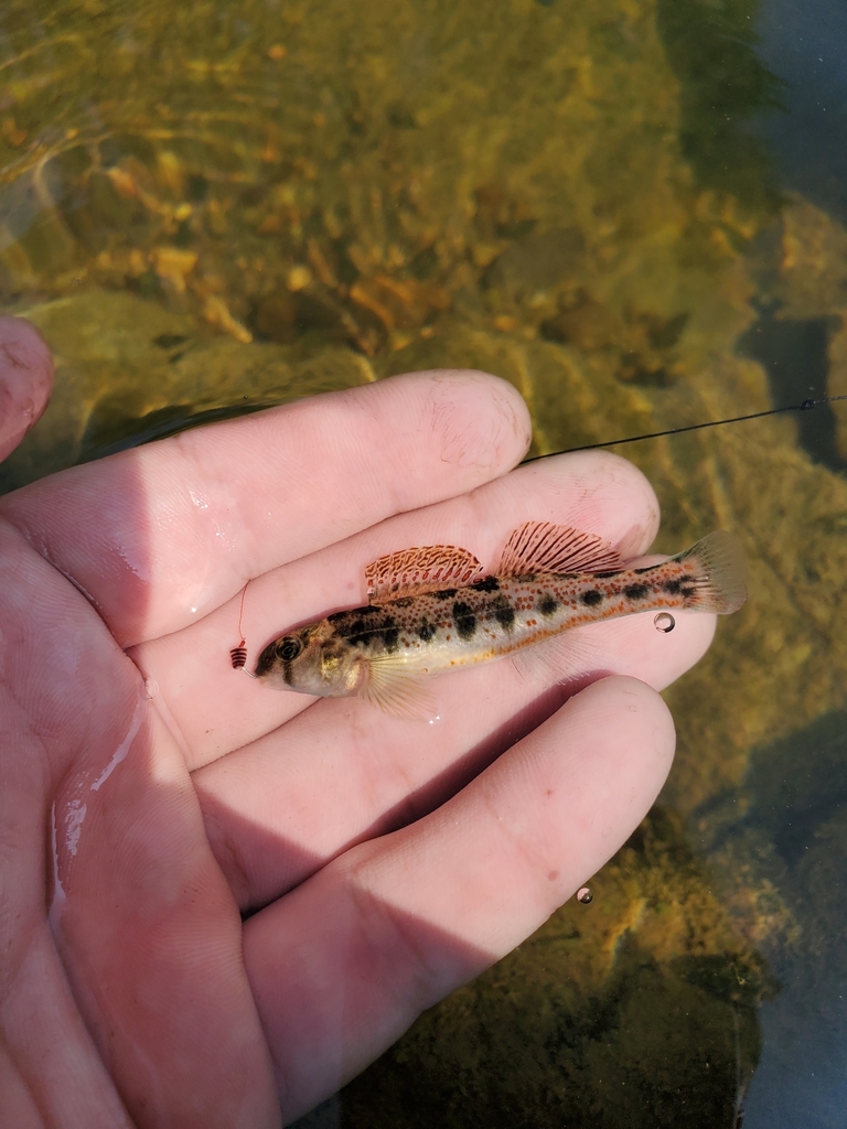 Cumberland Snubnose Darter from Watertown, TN 37184, USA on June 1 ...