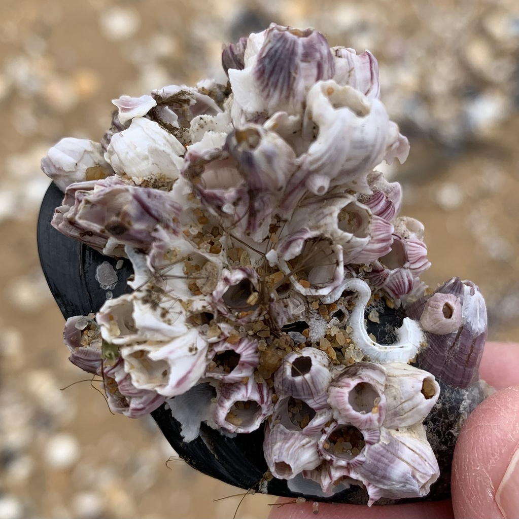 Striped Barnacle from Tathra Beach, Tathra, NSW, AU on May 31, 2023 at ...