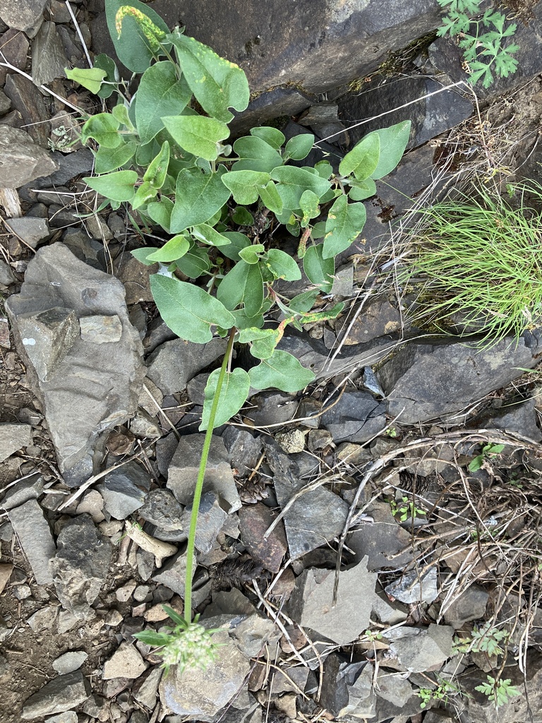 wild buckwheats from Columbia River Gorge National Scenic Area, Cascade ...