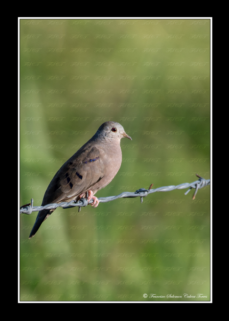 Plain-breasted Ground Dove from Palizada, Camp., México on November 17 ...