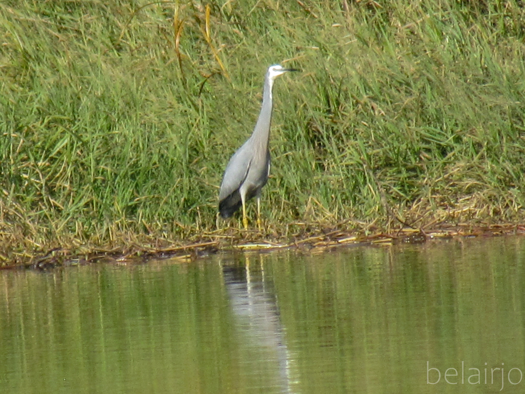 White-faced Heron from Warabrook Wetlands, Newcastle NSW, Australia on ...
